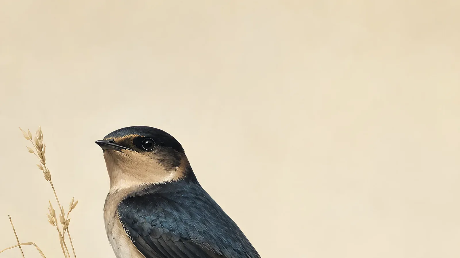 Cave Swallow | Ask About Birds