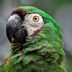 The Majestic Beauty of Macaws: A Guide to These Colorful Parrots - Ask ...