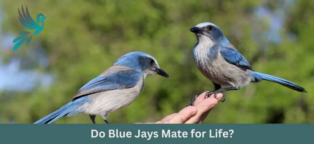 Do Blue Jays Mate for Life? Unveiling the Fascinating Breeding ...