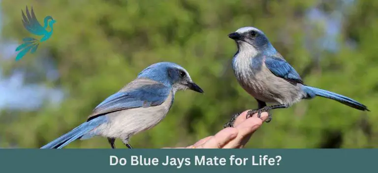 Do Blue Jays Mate for Life? Unveiling the Fascinating Breeding ...