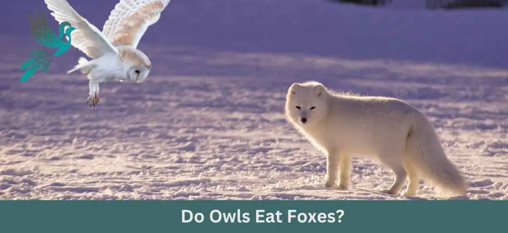 Do Owls Eat Foxes? - Ask About Birds