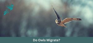 Do Owls Migrate? - Ask About Birds