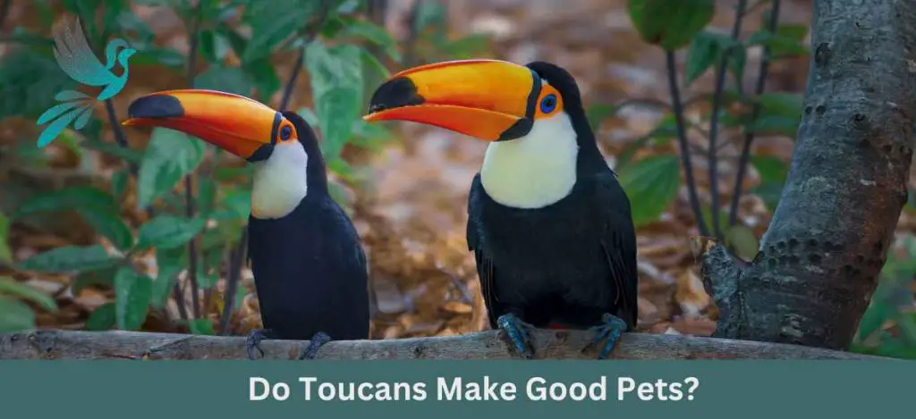 Do Toucans Make Good Pets? Considering the Pros and Cons of Keeping ...
