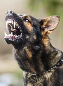 Can Eagles Pick Up Dogs? - Ask About Birds