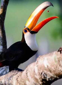 Do Toucans Make Good Pets? Considering the Pros and Cons of Keeping ...