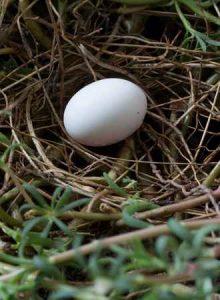 Do Wild Birds Lay Unfertilized Eggs? - Ask About Birds