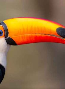 When and How Do Toucans Sleep? Uncovering the Surprising Habits of ...