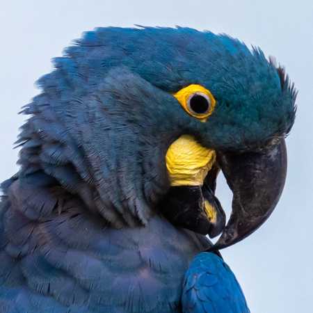 The Majestic Beauty of Macaws: A Guide to These Colorful Parrots - Ask ...