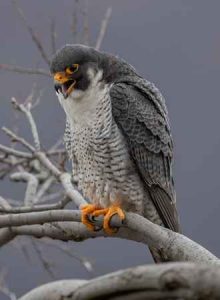 Feasting on Prey: What Do Falcons Eat? - Ask About Birds