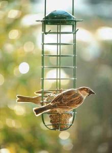 Can Eagles Pick Up Dogs? - Ask About Birds