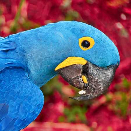 The Majestic Beauty of Macaws: A Guide to These Colorful Parrots - Ask ...