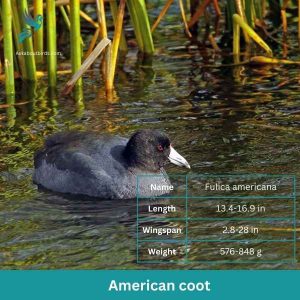 Quackety Quack Discover 11 Birds That Look Like Ducks - Ask About Birds