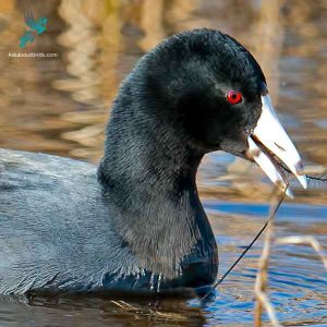 Quackety Quack Discover 11 Birds That Look Like Ducks - Ask About Birds