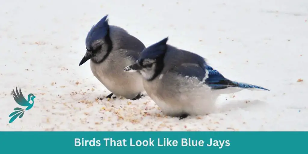 10 Stunning Birds That Look Like Blue Jays (Photos Included!) - Ask ...