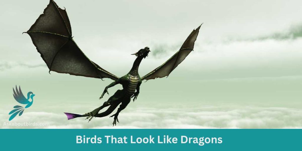 Discover 14 Birds That Look Like Dragons (+ Photo Guide) - Ask About Birds