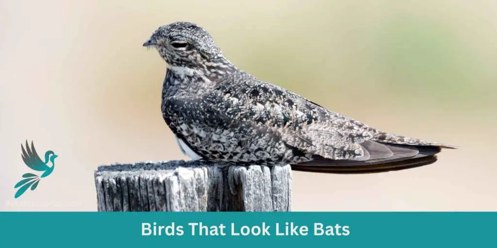 Birds That Look Like Bats (7 Types) - Ask About Birds