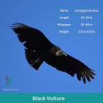 Birds That Look Like Bald Eagles: (14 Types) - Ask About Birds