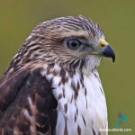 The Complete Guide to Hawks in the US - Ask About Birds