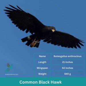 The Complete Guide to Hawks in the US - Ask About Birds