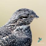 Birds That Look Like Bats (7 Types) - Ask About Birds