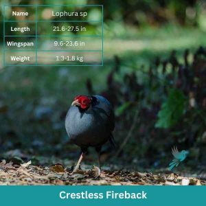 Birds That Look Like Chickens: (21 Types + Photo Guide) - Ask About Birds
