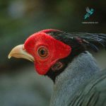 Birds That Look Like Chickens: (21 Types + Photo Guide) - Ask About Birds