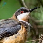 20 Birds That Look Like Hummingbirds (+ 3 Moths) - Ask About Birds