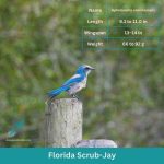 10 Stunning Birds That Look Like Blue Jays (Photos Included!) - Ask About Birds