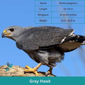 The Complete Guide to Hawks in the US - Ask About Birds