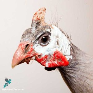 Birds That Look Like Chickens: (21 Types + Photo Guide) - Ask About Birds