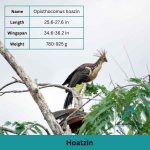 Discover 14 Birds That Look Like Dragons (+ Photo Guide) - Ask About Birds