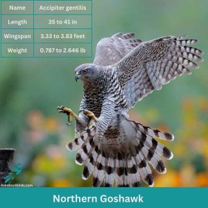 The Complete Guide to Hawks in the US - Ask About Birds