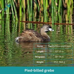 Quackety Quack Discover 11 Birds That Look Like Ducks - Ask About Birds