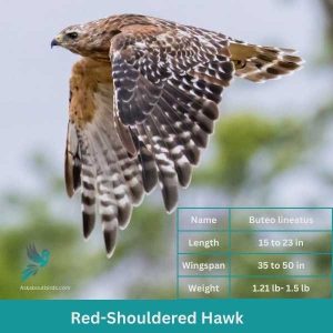 The Complete Guide to Hawks in the US - Ask About Birds