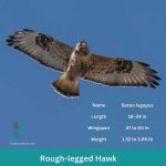 The Complete Guide to Hawks in the US - Ask About Birds