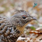 Birds That Look Like Chickens: (21 Types + Photo Guide) - Ask About Birds