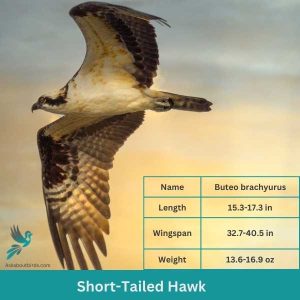 The Complete Guide to Hawks in the US - Ask About Birds