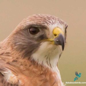 The Complete Guide to Hawks in the US - Ask About Birds