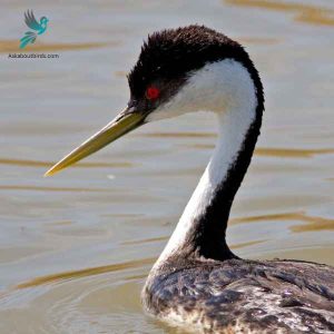 Quackety Quack Discover 11 Birds That Look Like Ducks - Ask About Birds