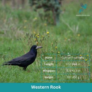 The Murder's Flock: 11 Birds That Look Like Crows - Ask About Birds