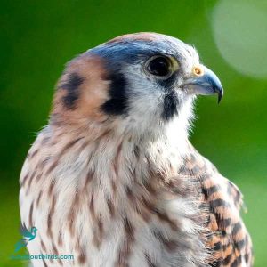 Sky Impersonators: 11 Birds That Look Like Hawks - Ask About Birds