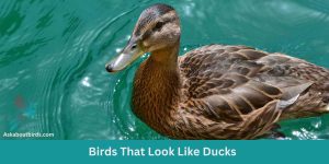 Quackety Quack Discover 11 Birds That Look Like Ducks - Ask About Birds