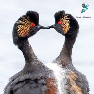 Quackety Quack Discover 11 Birds That Look Like Ducks - Ask About Birds