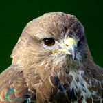 Sky Impersonators: 11 Birds That Look Like Hawks - Ask About Birds