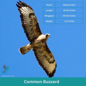 Sky Impersonators: 11 Birds That Look Like Hawks - Ask About Birds