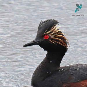 Quackety Quack Discover 11 Birds That Look Like Ducks - Ask About Birds