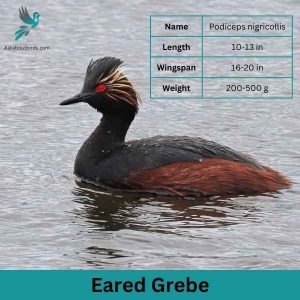 Quackety Quack Discover 11 Birds That Look Like Ducks - Ask About Birds