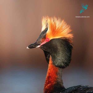 Quackety Quack Discover 11 Birds That Look Like Ducks - Ask About Birds