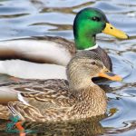 Quackety Quack Discover 11 Birds That Look Like Ducks - Ask About Birds