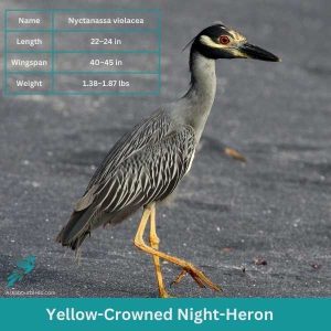 Spot the Difference: 13 Birds That Look Like Herons - Ask About Birds
